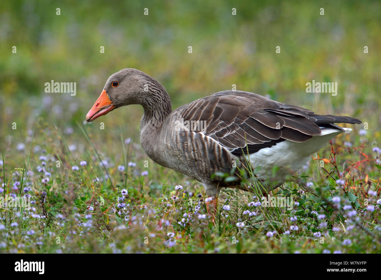 Goose with flowers and grass hi-res stock photography and images - Alamy