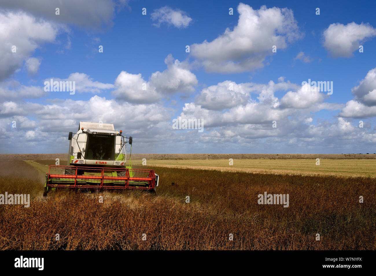 Alfalfa seeds hi-res stock photography and images - Alamy
