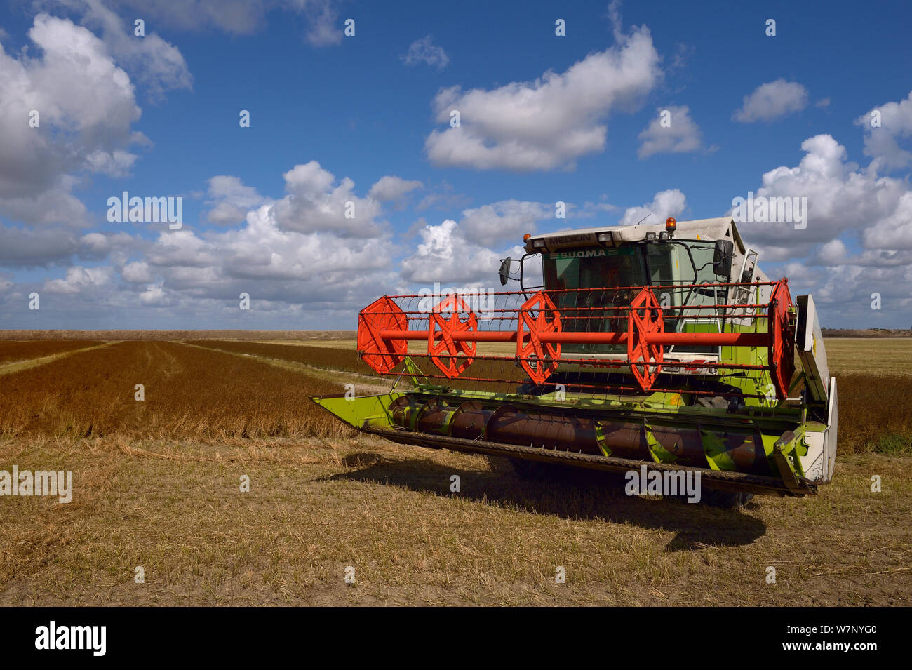 Combine harvester collecting alfalfa seeds. Breton marsh, west France ...