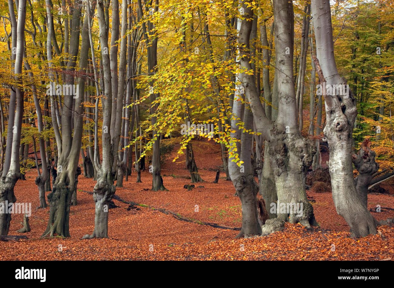 Epping Forest with ancient pollarded beech trees (Fagus sylvatica ...