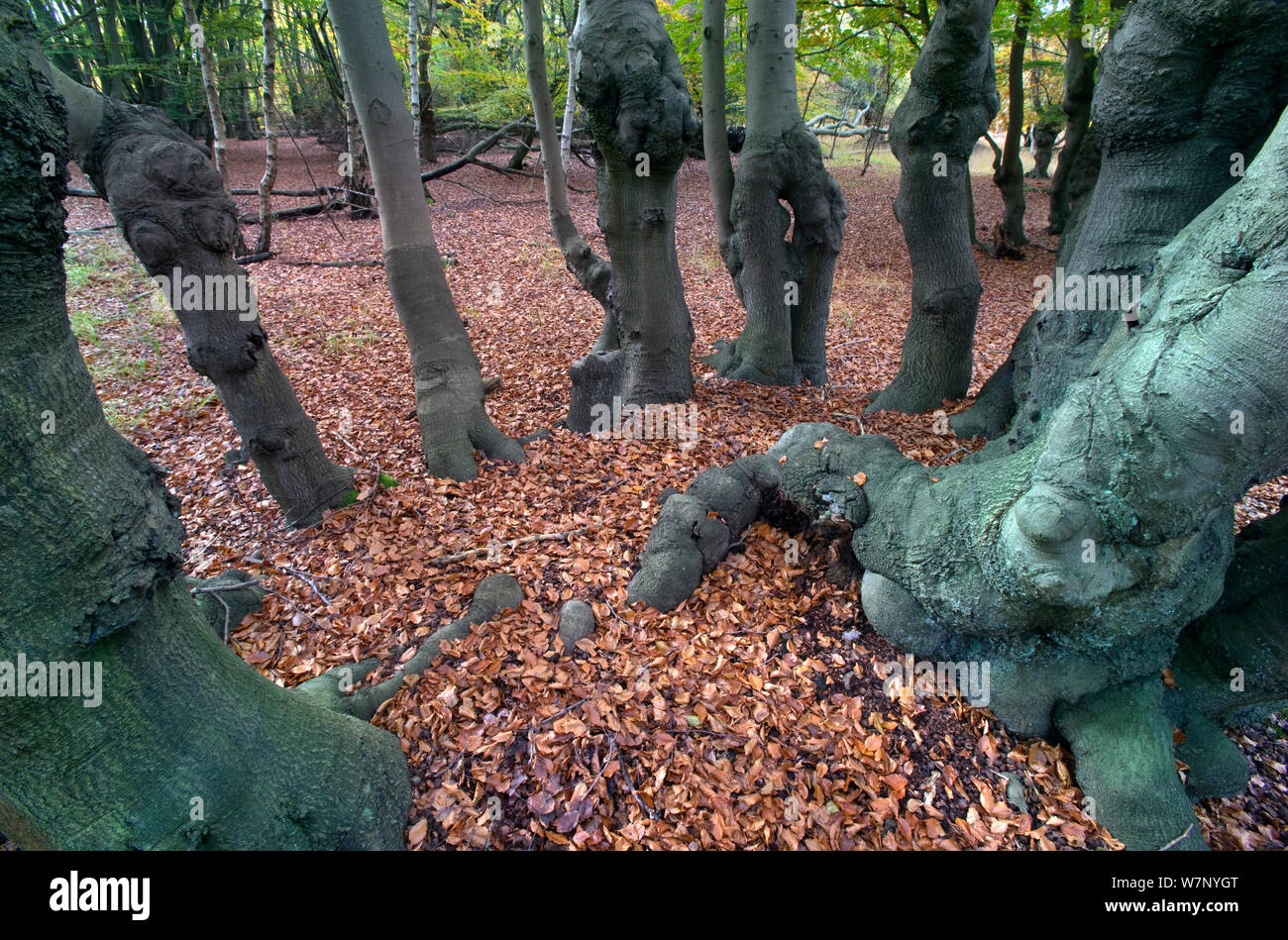 Epping Forest with ancient pollarded beech trees (Fagus sylvatica ...