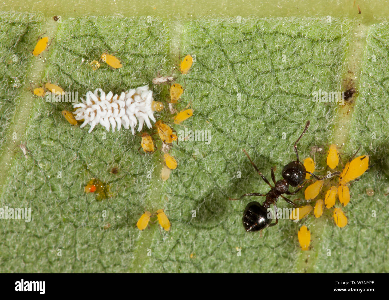 Larvae and aphids hi-res stock photography and images - Alamy