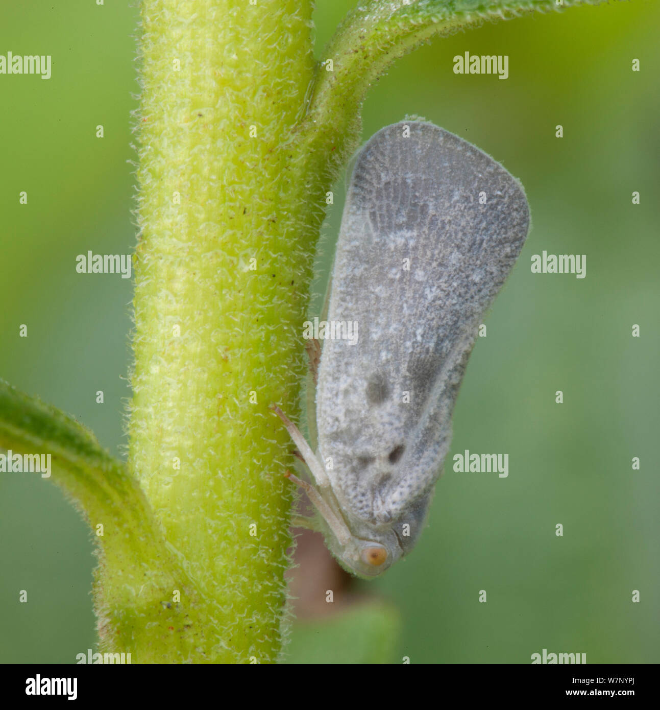 Wildlife asteraceae hi-res stock photography and images - Alamy