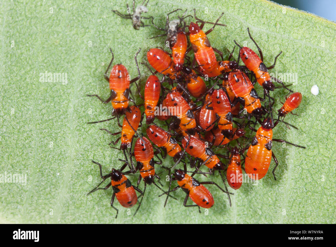 Large milkweed bug (Oncopeltus fasciatus) nymphs on Common milkweed ...