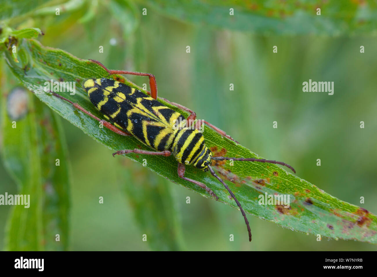 Locust borer beetles hi-res stock photography and images - Alamy