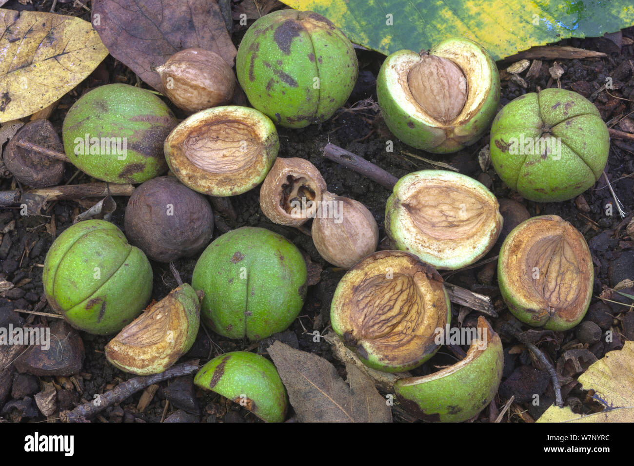 Mockernut hickory (Carya tomentosa) nuts, Pennsylvania, USA, September ...