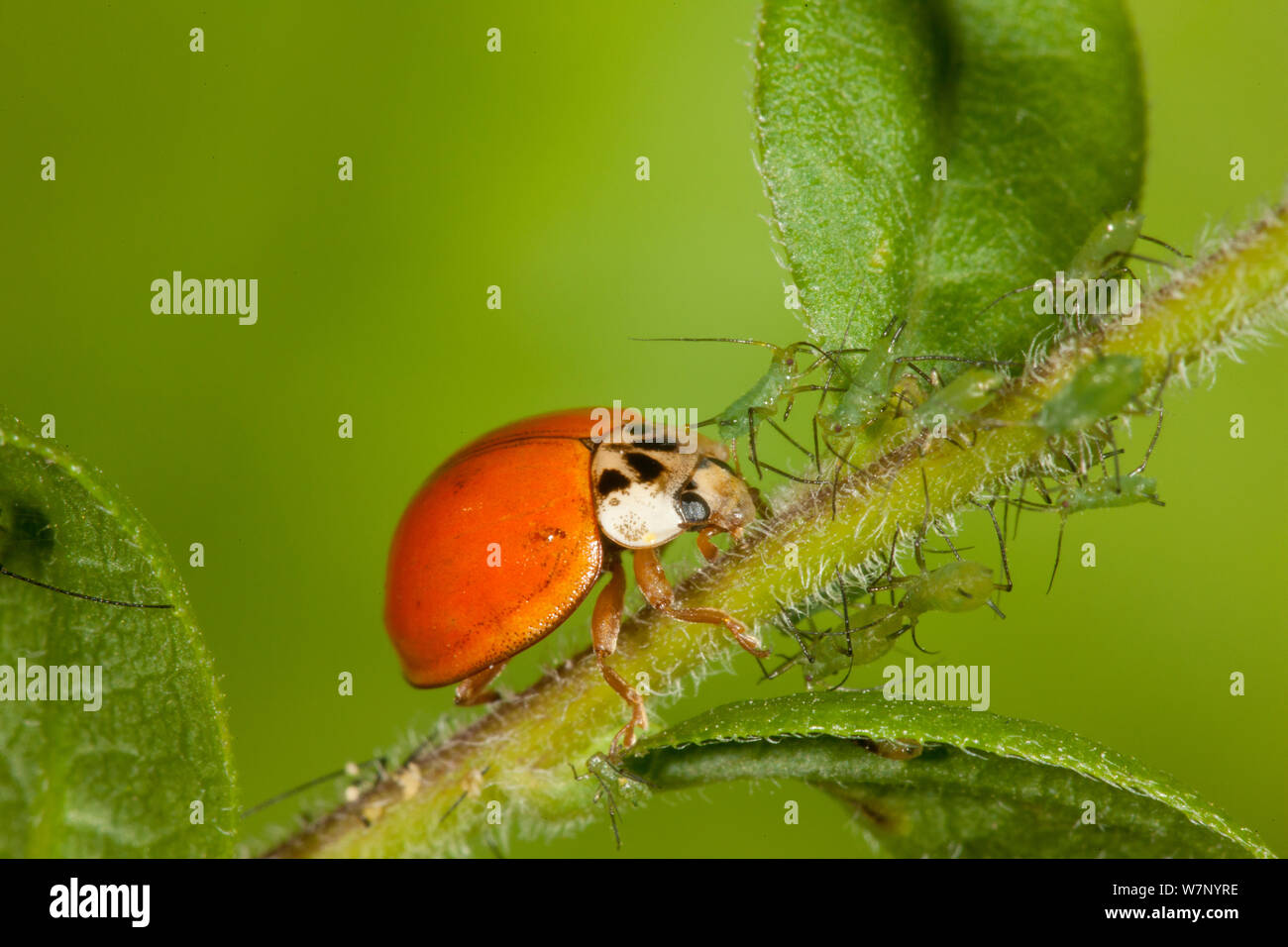 Multicolored asian lady beetle hi-res stock photography and images - Alamy