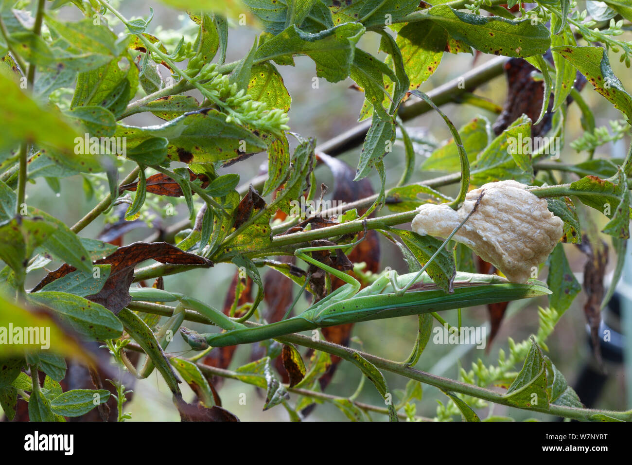 Tenodera aridifolia egg hi-res stock photography and images - Alamy