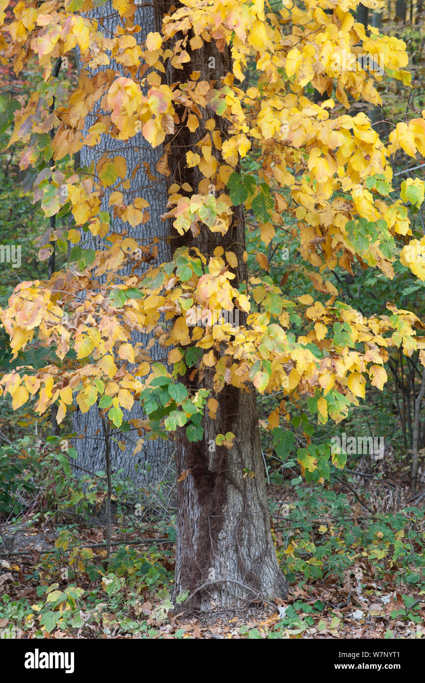Poison ivy (Toxicodendron radicans) in autumn, Carpenter's Woods ...