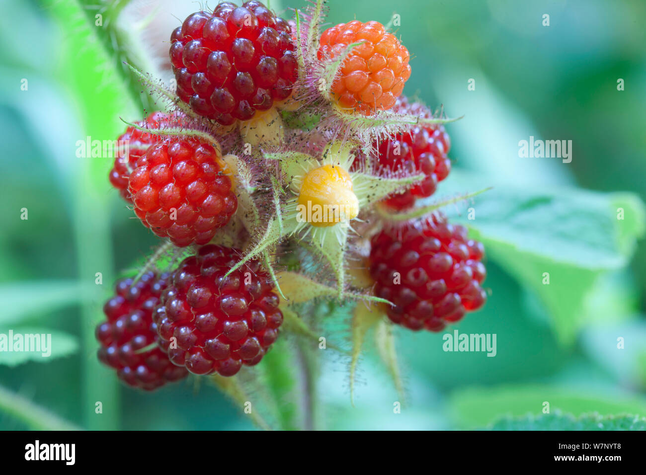 Pennsylvania fruit hi-res stock photography and images - Alamy