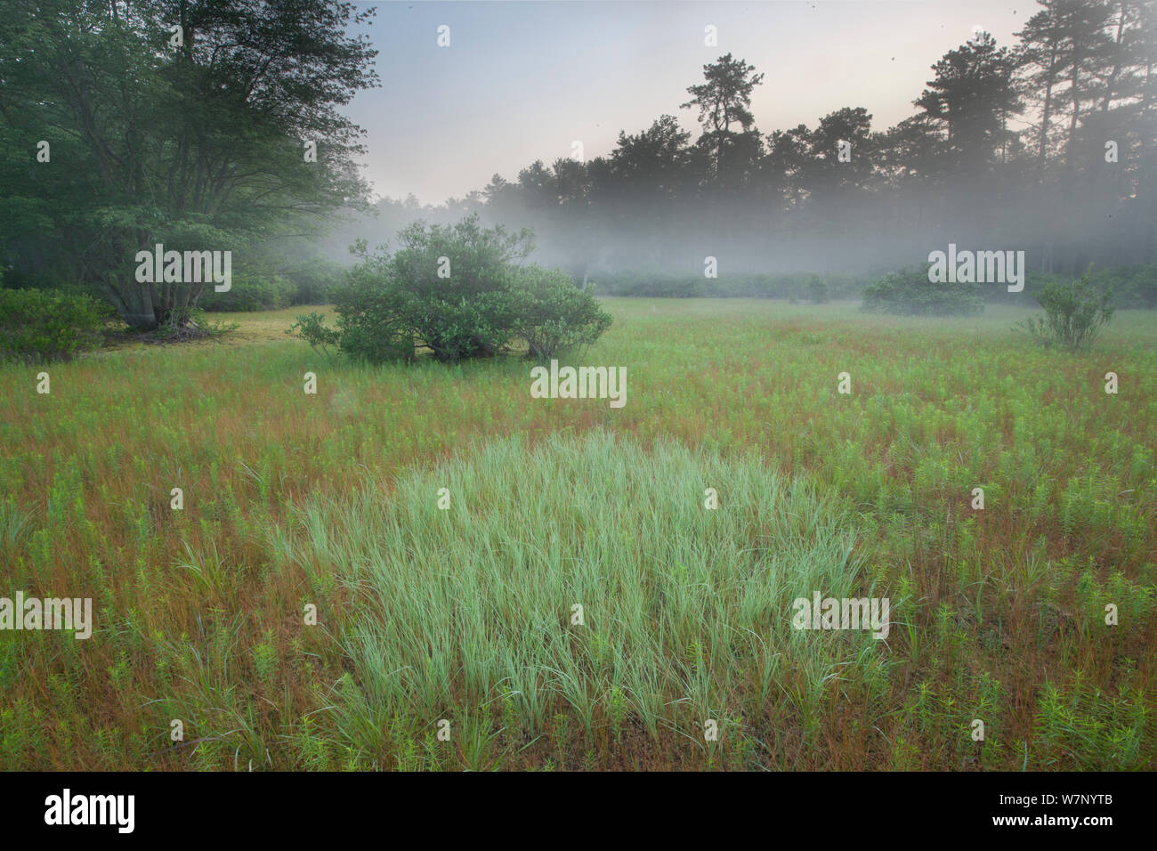 Vernal ponds hi-res stock photography and images - Alamy
