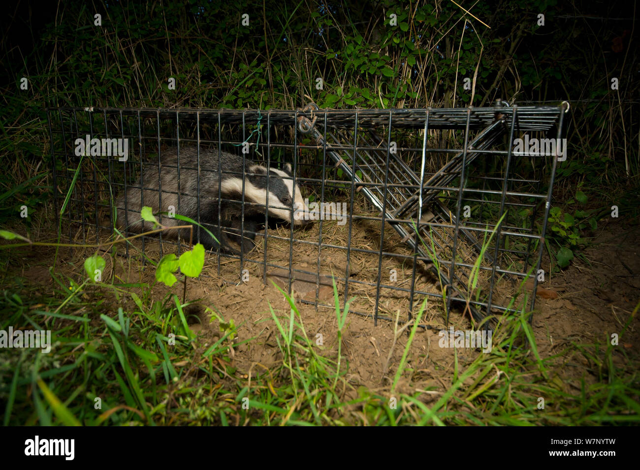 Vaccination cage hi-res stock photography and images - Alamy