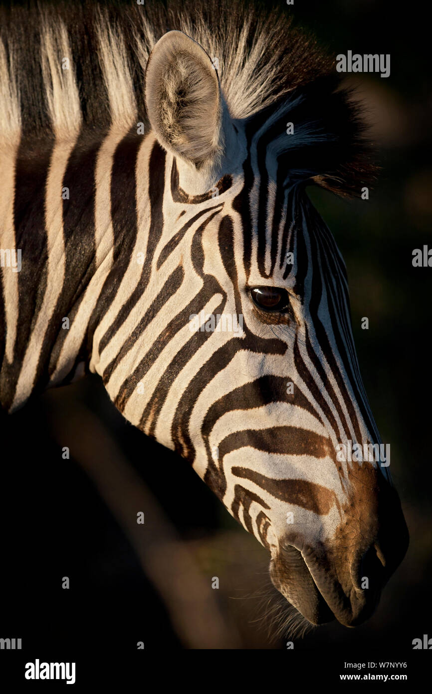 Common Zebra (Equus quagga) head profile portrait, Kruger National Park ...