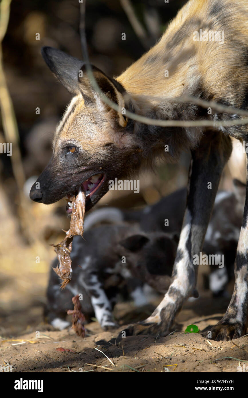 Lycaon hunt hi-res stock photography and images - Alamy