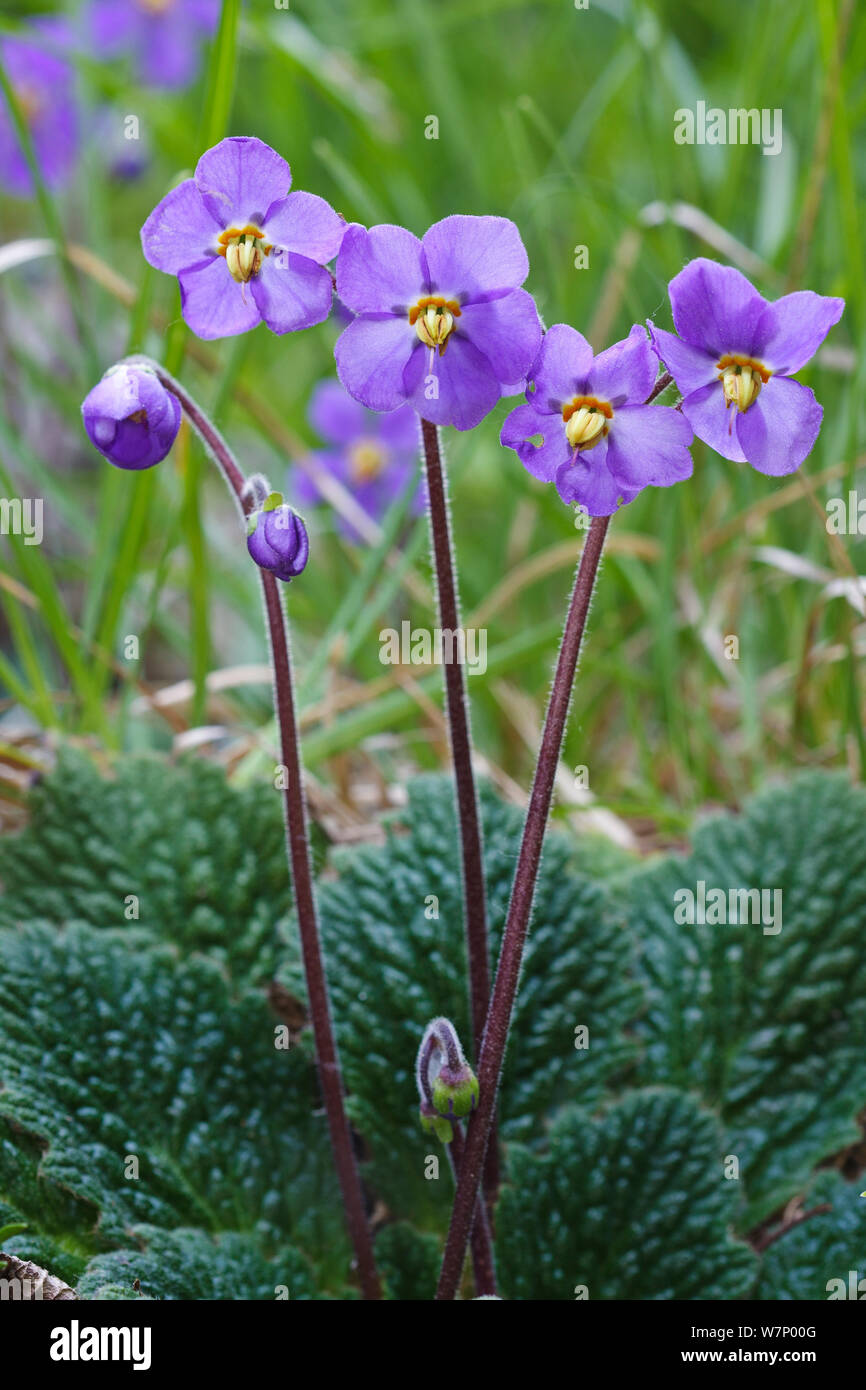 Pyrenean Violet (Ramonda myconi) Pyrenees, Spain, May Stock Photo - Alamy