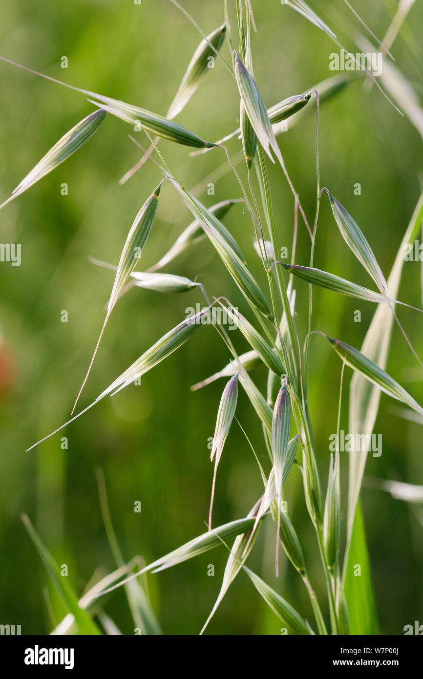 Common oats hi-res stock photography and images - Alamy