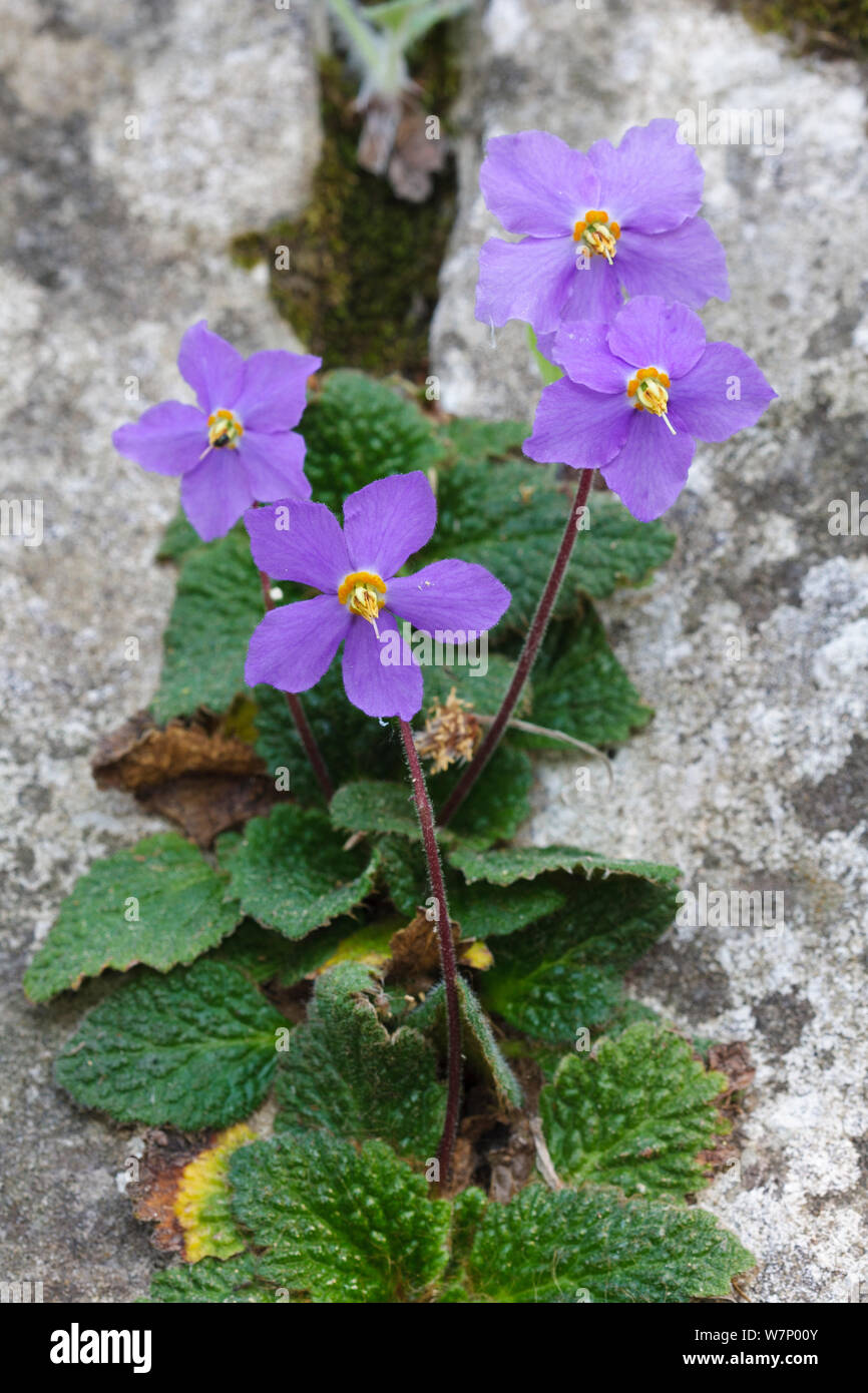 Gesneriaceae hi-res stock photography and images - Alamy