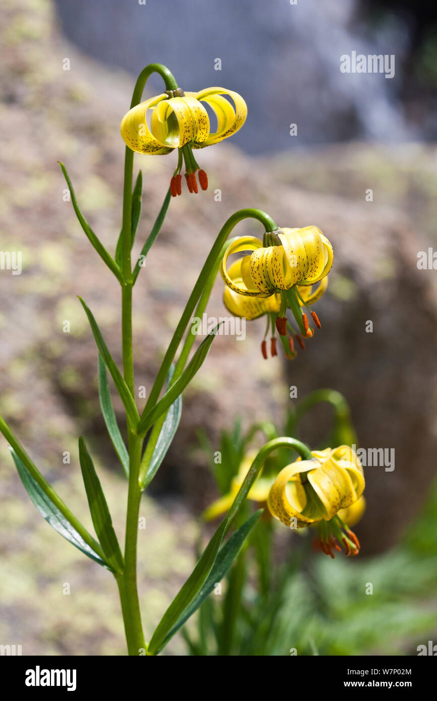 Yellow pyrenean lily hi-res stock photography and images - Alamy