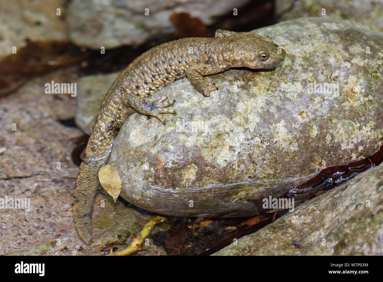 Climbing salamanders hi-res stock photography and images - Alamy