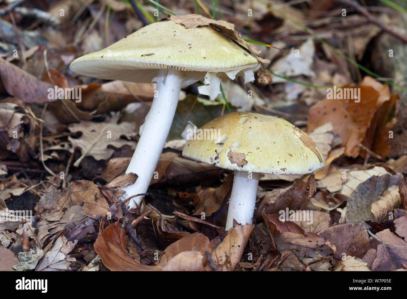 Death cap mushrooms hi-res stock photography and images - Alamy