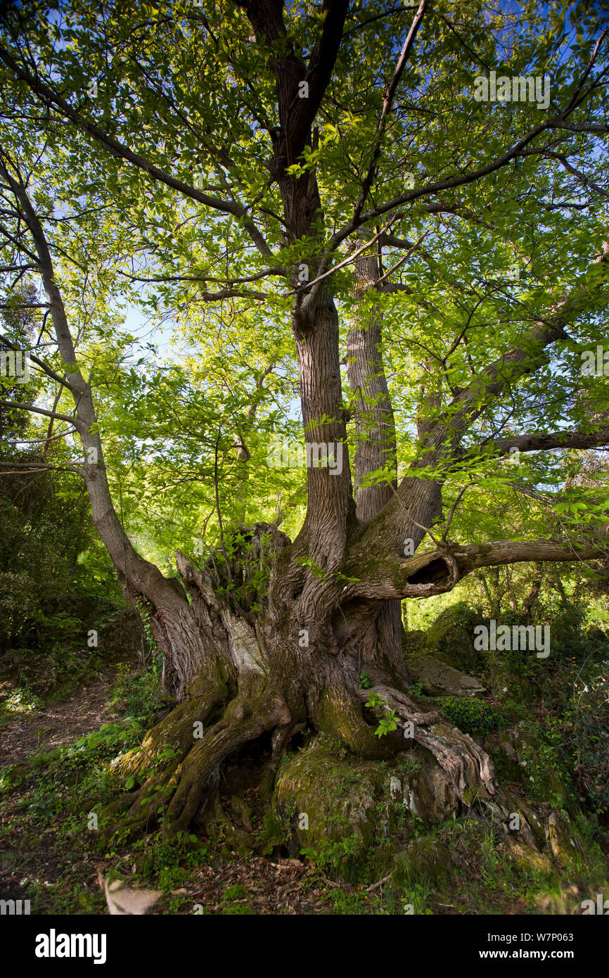 Ancient sweet chestnut tree (Castanea sativa) Rocacorba, Girona ...