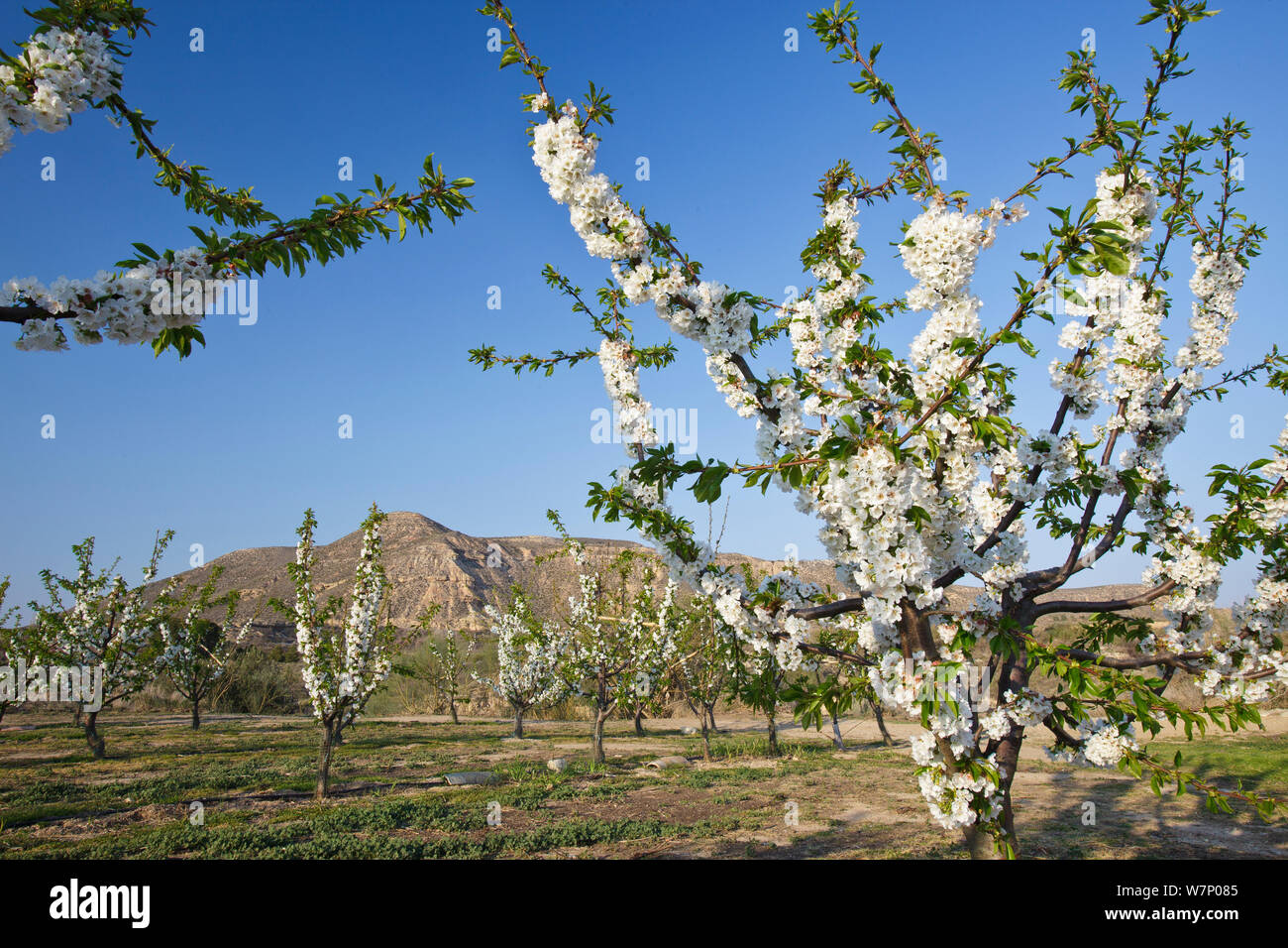 Cherry tree orchard (Prunus sp)in blossom, Montllober Area, Lleida ...