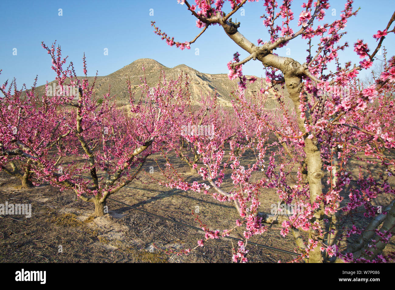 Cherry trees flowering in orchard, Montllober Area, Lleida Province ...