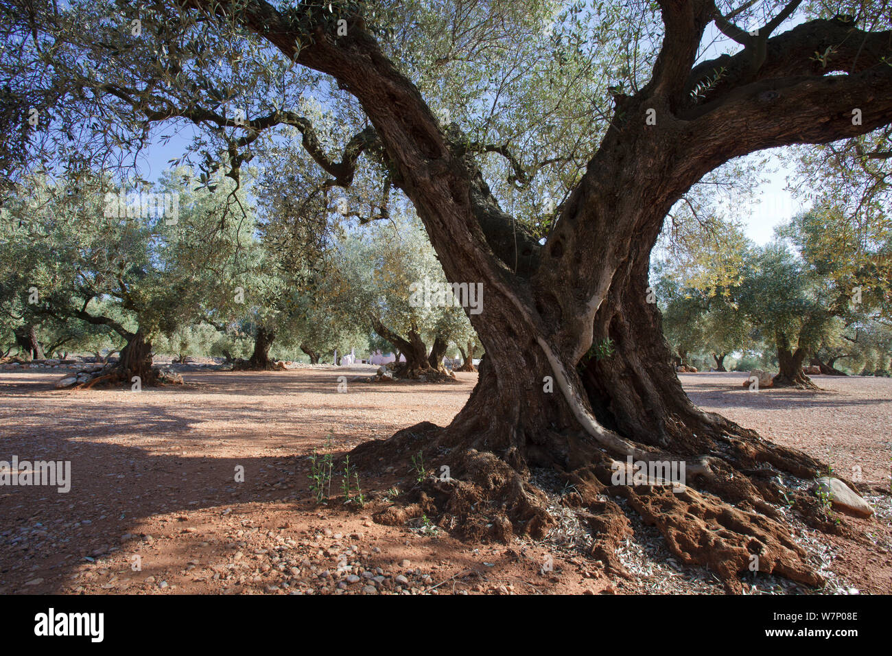 Olive trees (Olea europaea) in grove, Montsia, Tarragona Province ...