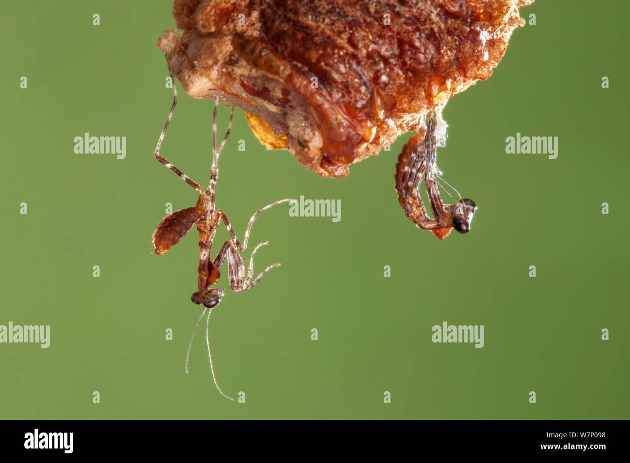 Mantis of south east asia hi-res stock photography and images - Alamy