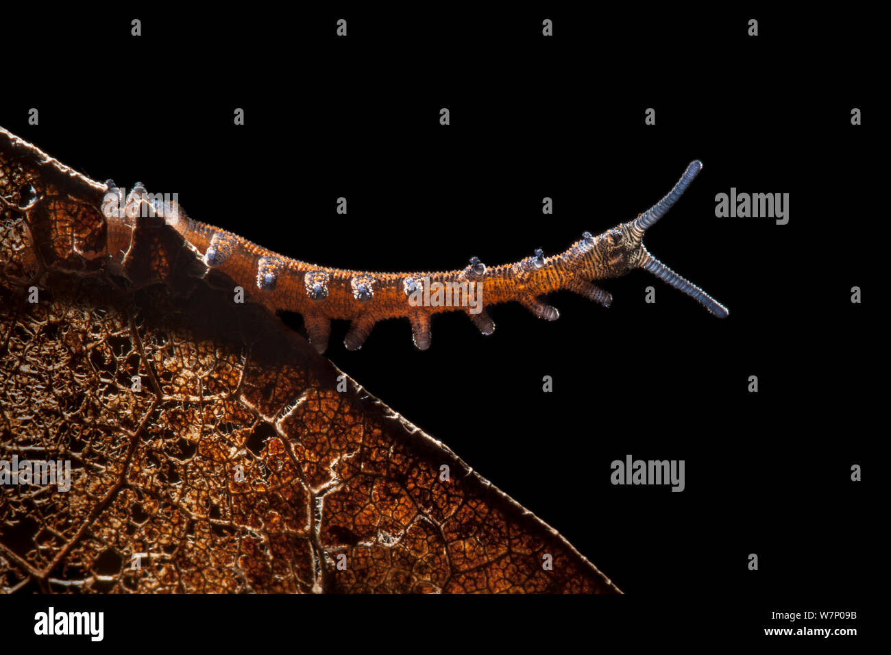 Peripatus hi-res stock photography and images - Alamy