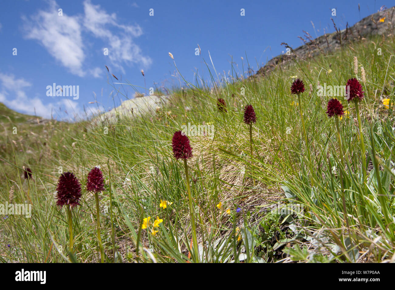 Black vanilla Orchid (Gymnadenia nigra) in flower in Aosta Valley ...