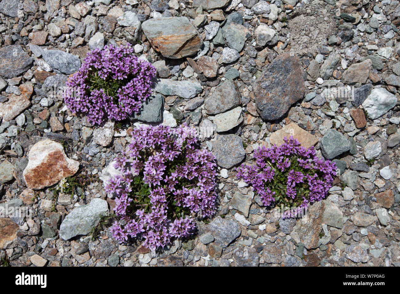 Round-leaved Penny Cress (Thlaspi rotundiflora) in flower on rocky ...