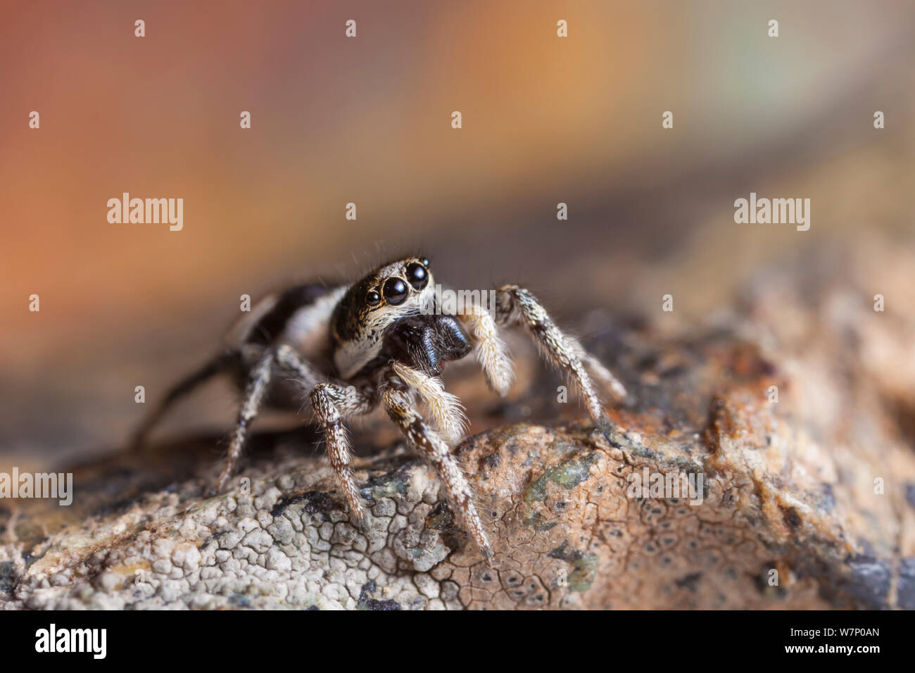 Zebra spider hi-res stock photography and images - Alamy