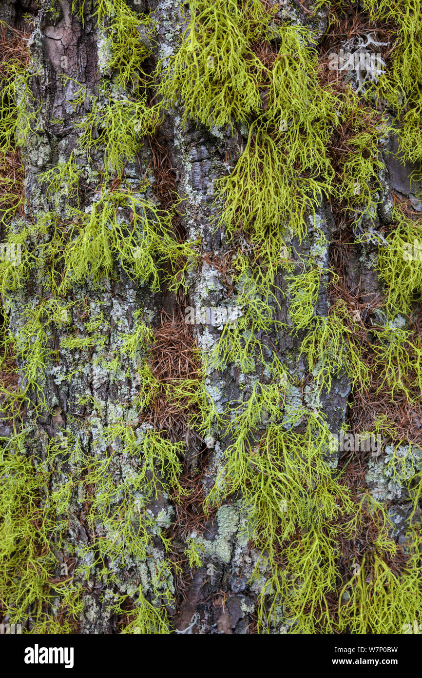 Old mans beard lichen hi-res stock photography and images - Alamy