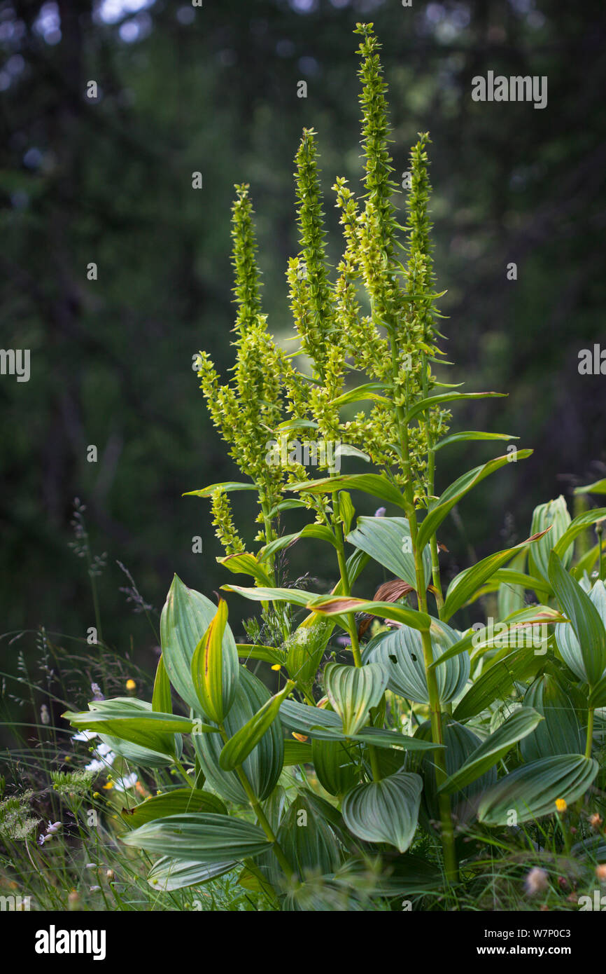 Veratrum album ssp album hi-res stock photography and images - Alamy
