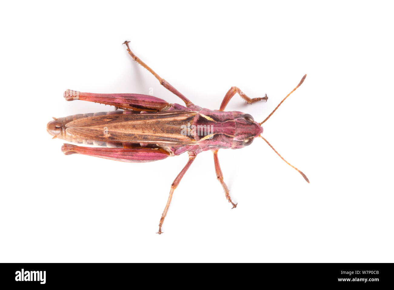 Rufous Grasshopper (Gomphocerippus rufus), photographed on a white ...