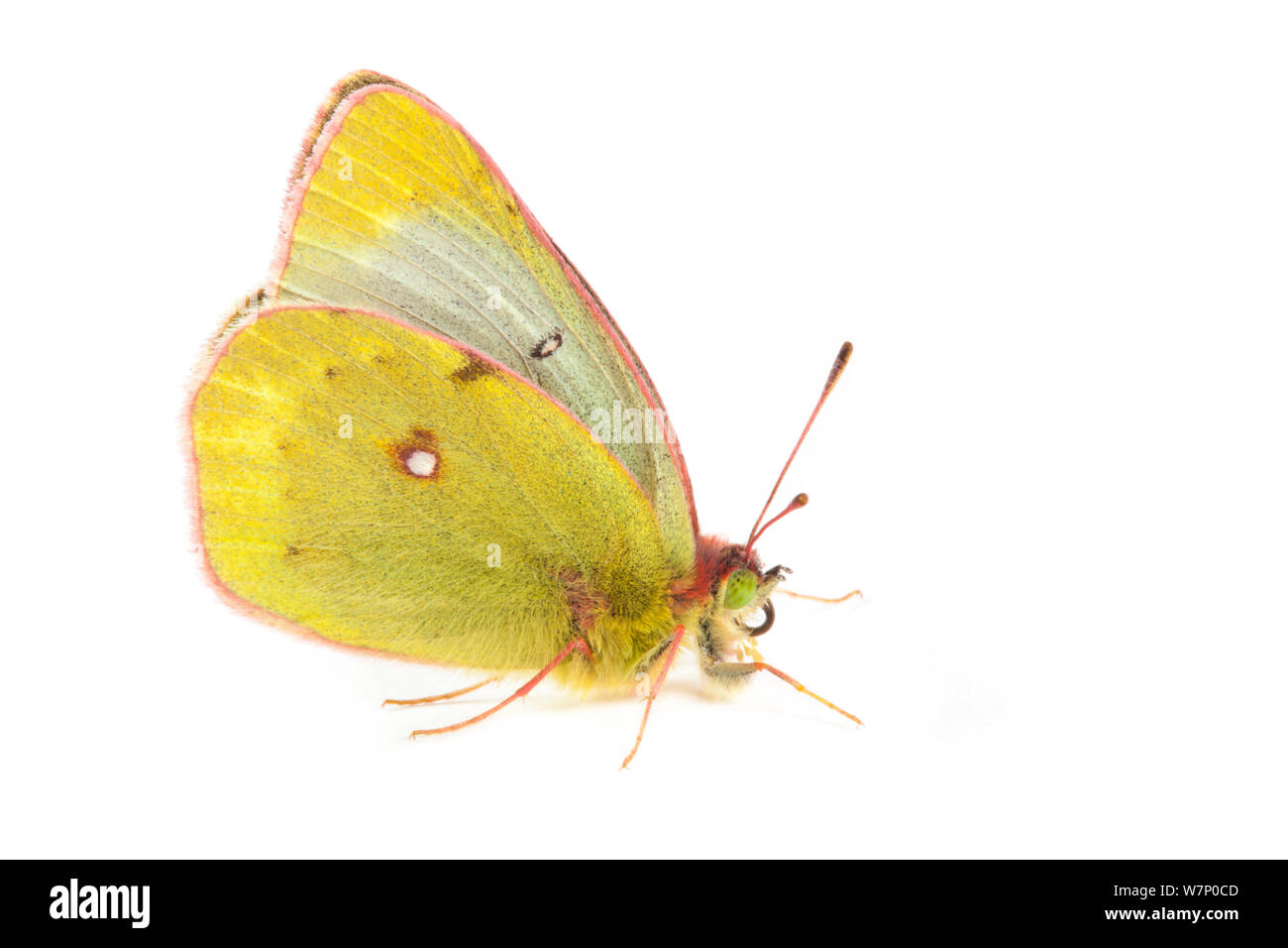 Alpine butterflies Cut Out Stock Images & Pictures - Alamy