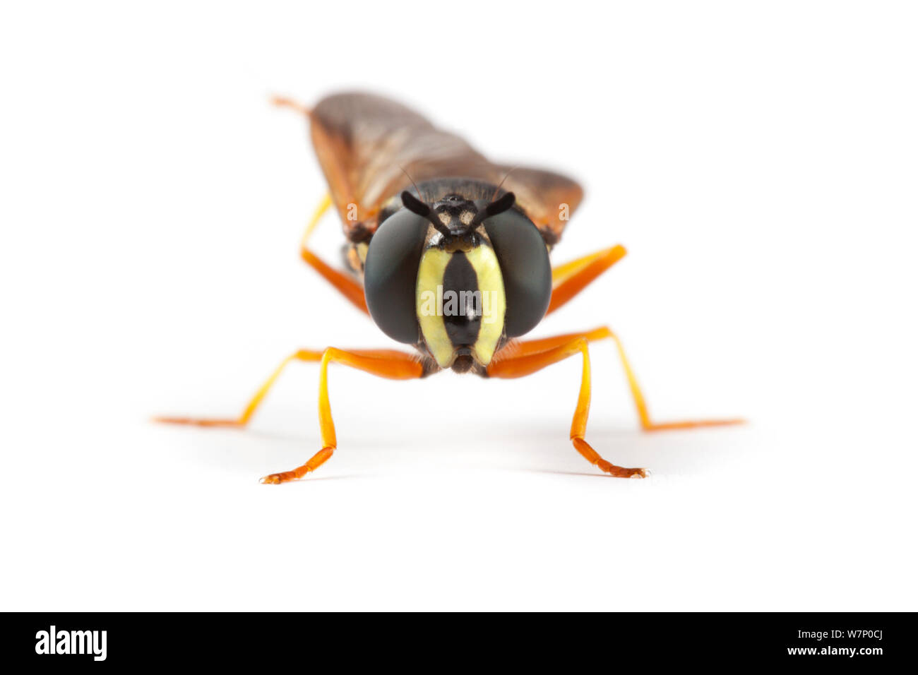 Prong horn Hoverfly (Chrysotoxum festivum) head on portrait of the wasp ...