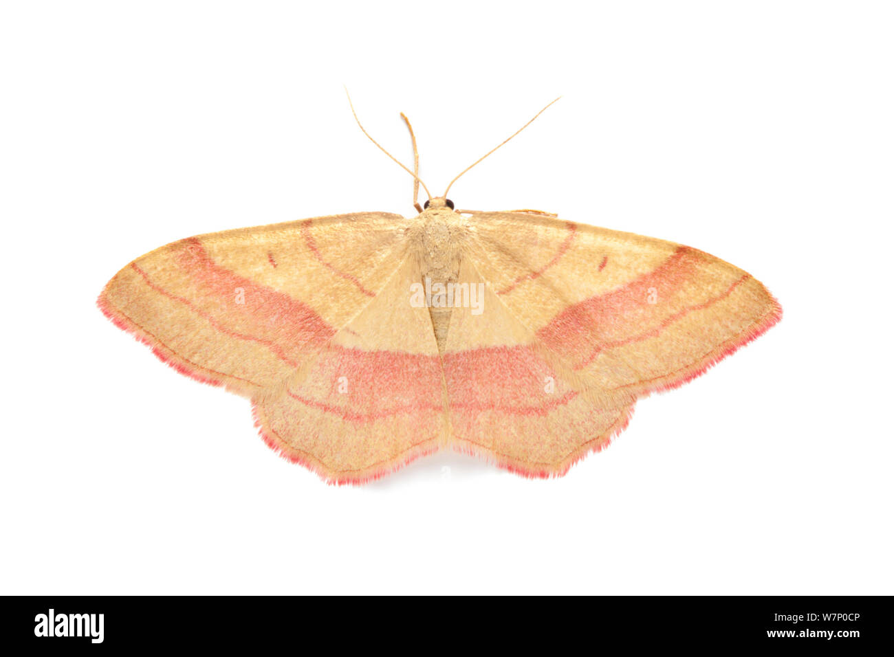 Common Pink-barred moth (Rhodostrophia vibicaria), photographed on a ...