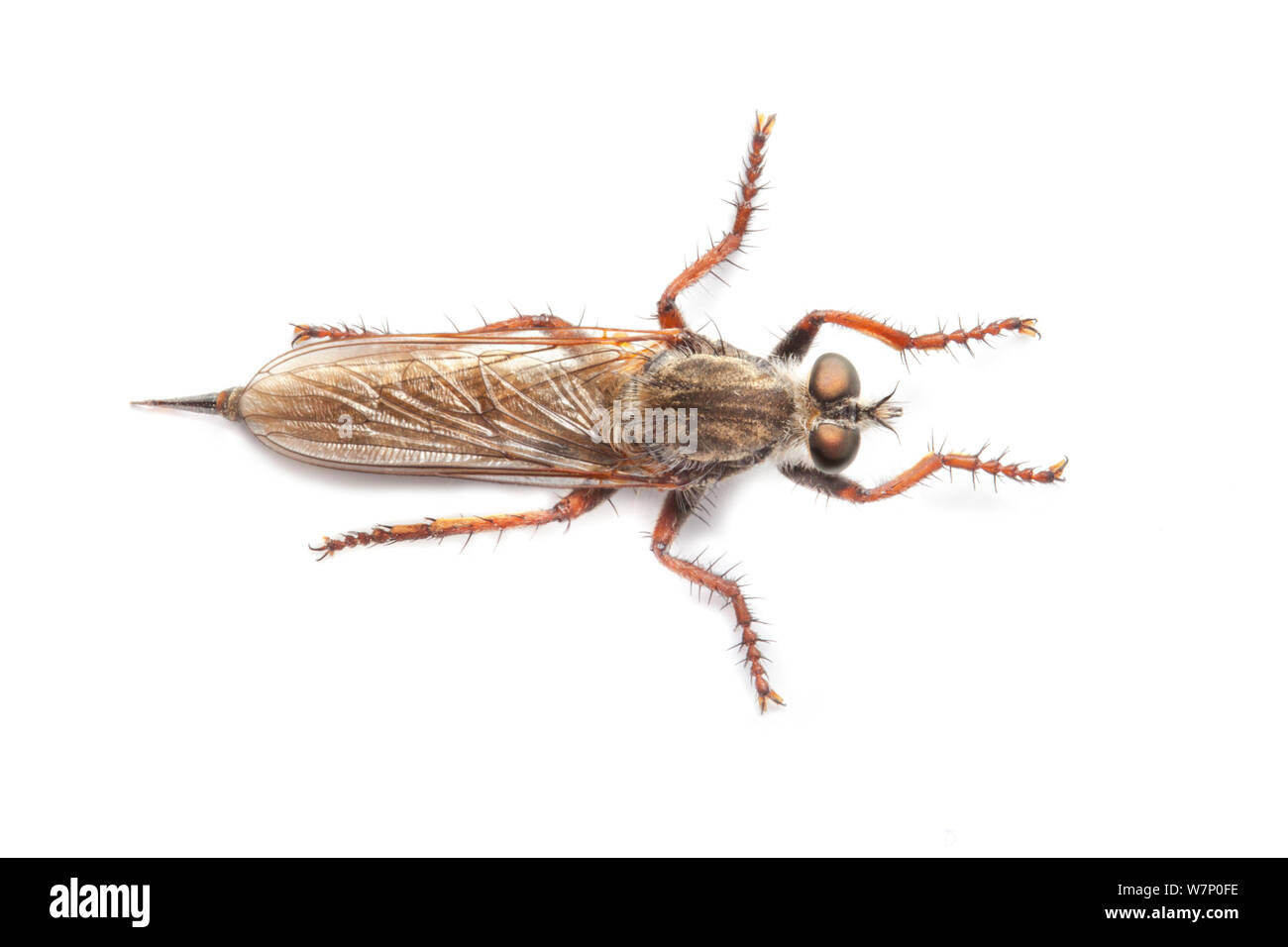 Robber Fly (Asilidae) overhead view photographed on a white background ...