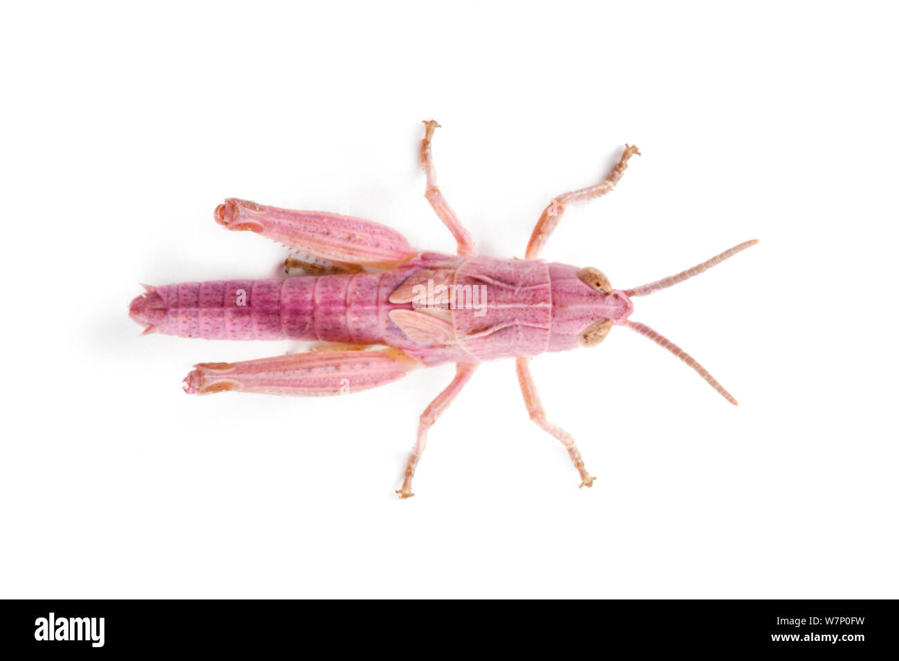Common field grasshopper (Chorthippus brunneus) overhead view of nymph ...