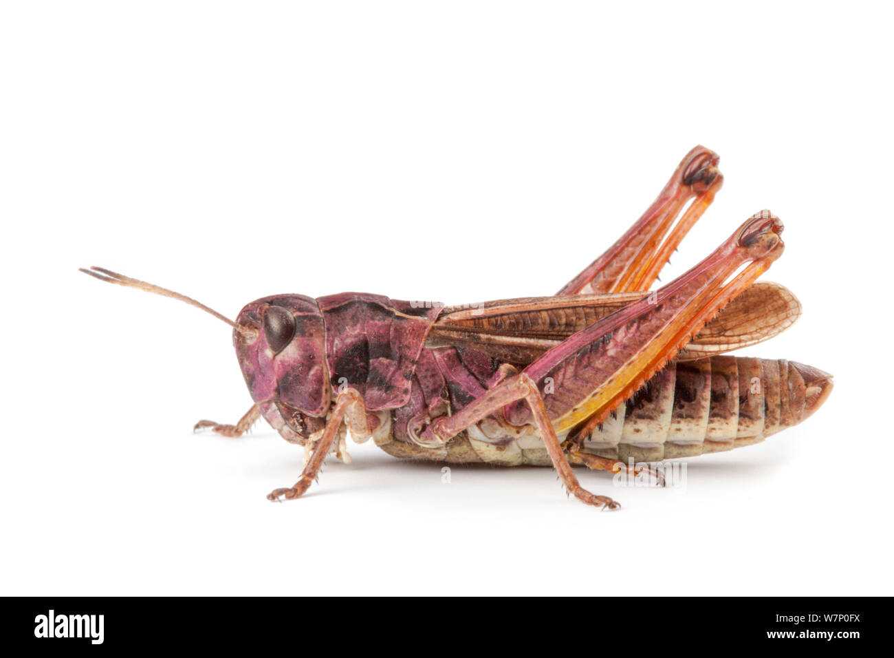 Rufous Grasshopper (Gomphocerippus rufus), photographed on a white ...