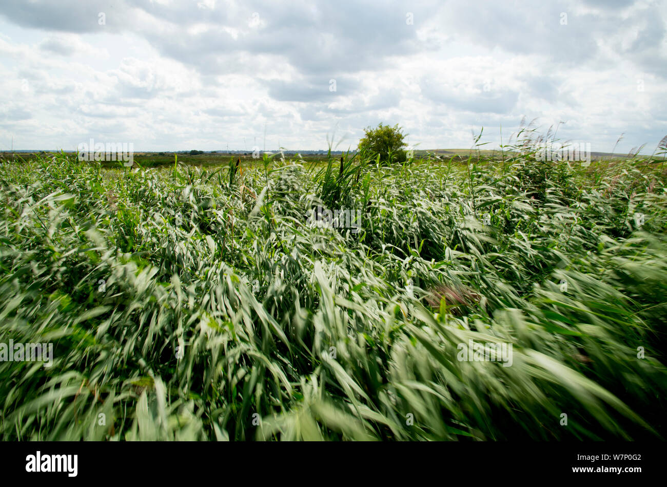 General View of the Rainham Marshes Nature Reserve , in Essex Stock ...
