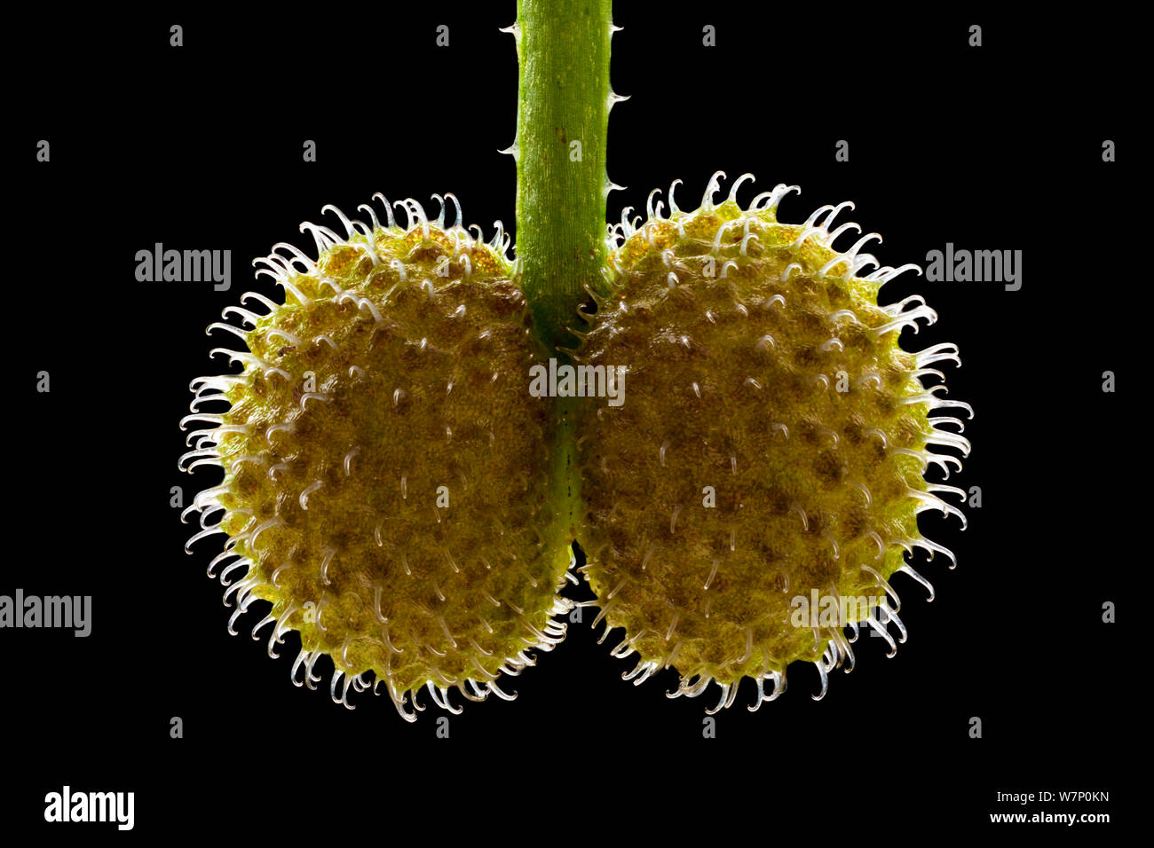 Seed Dispersal By Animals Clipart Png