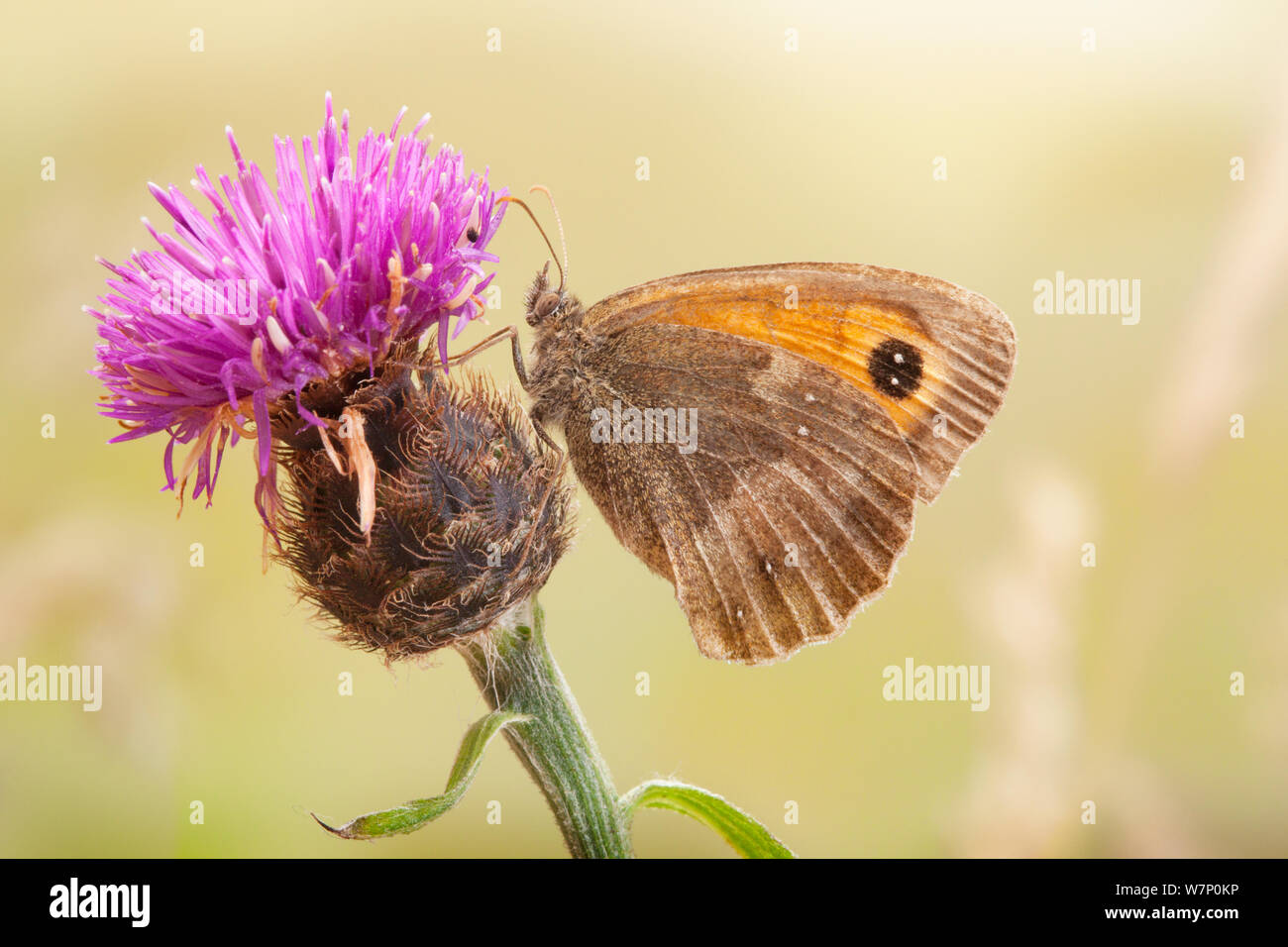 Hedge Brown butterfly (Pyronia tithonus) resting on Common Knapweed ...