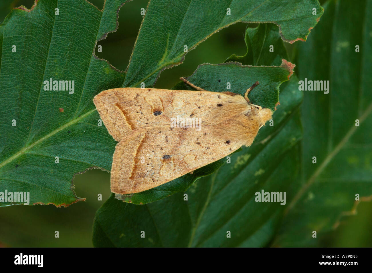 Uk autumn insects hi-res stock photography and images - Alamy