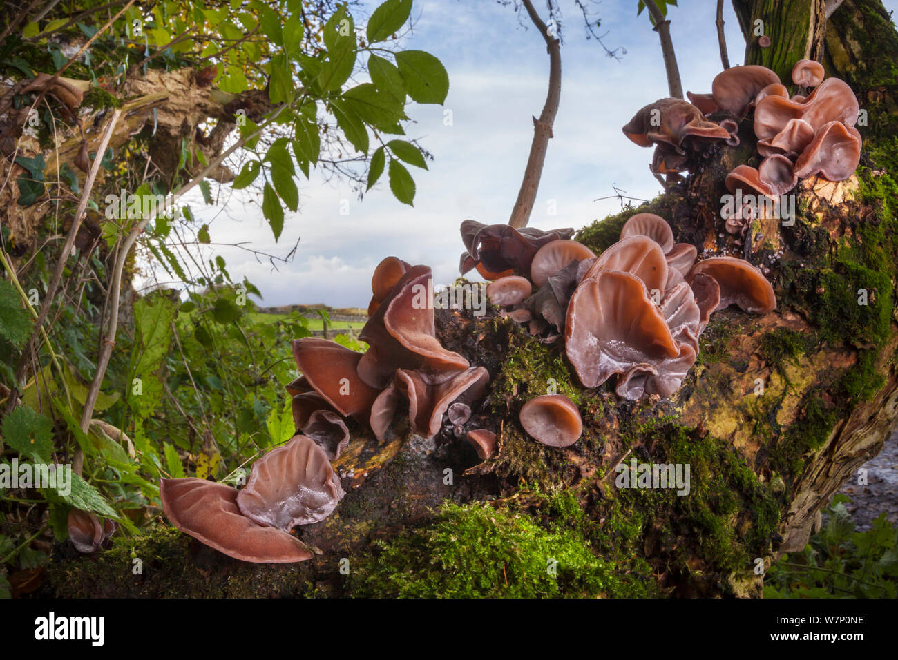 Jew's Ear Fungus (Auricularia auricula judae) growing on Elder tree ...