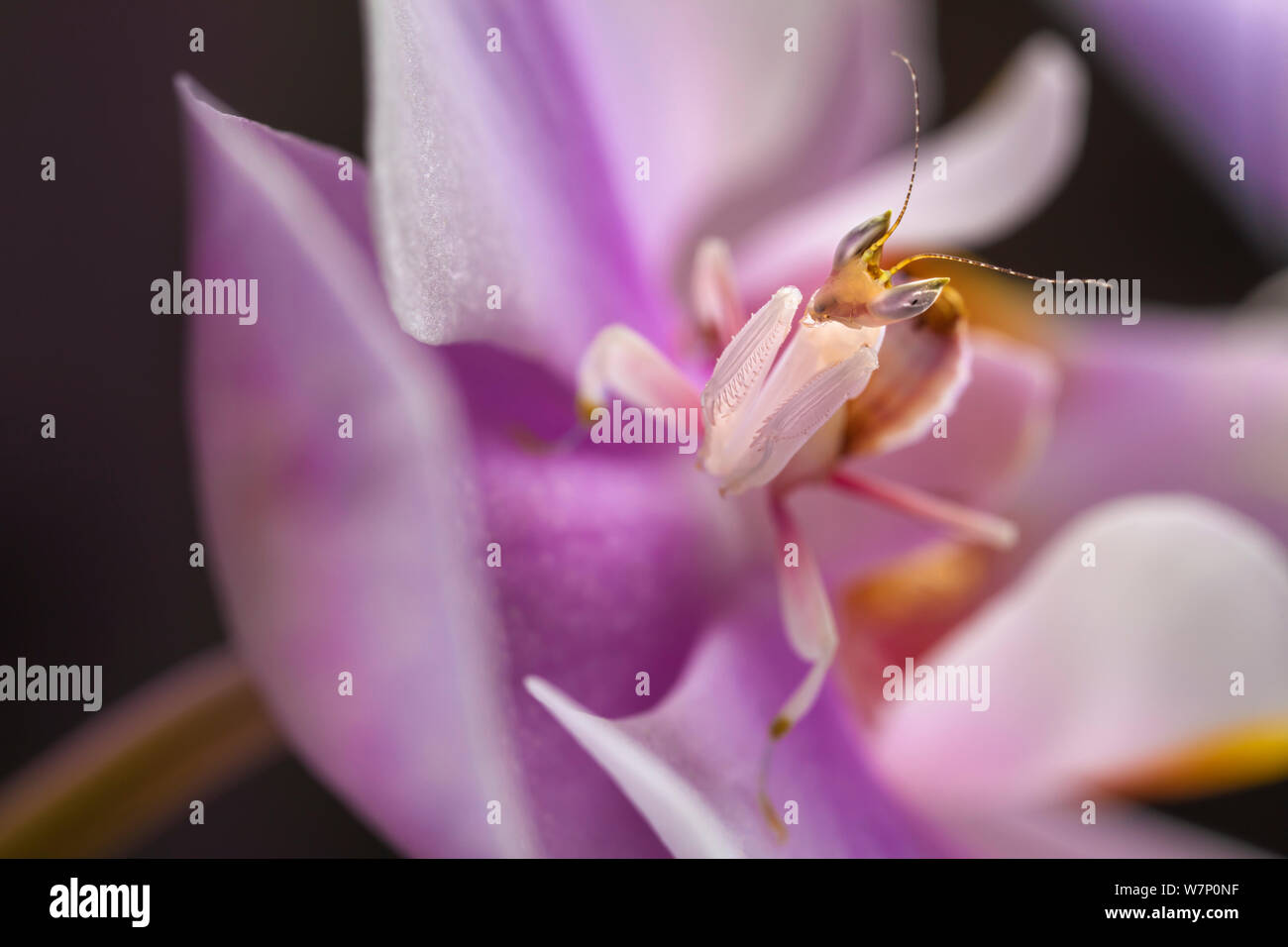 Malaysian Orchid Mantis (Hymenopus coronatus) showing pink colouration ...