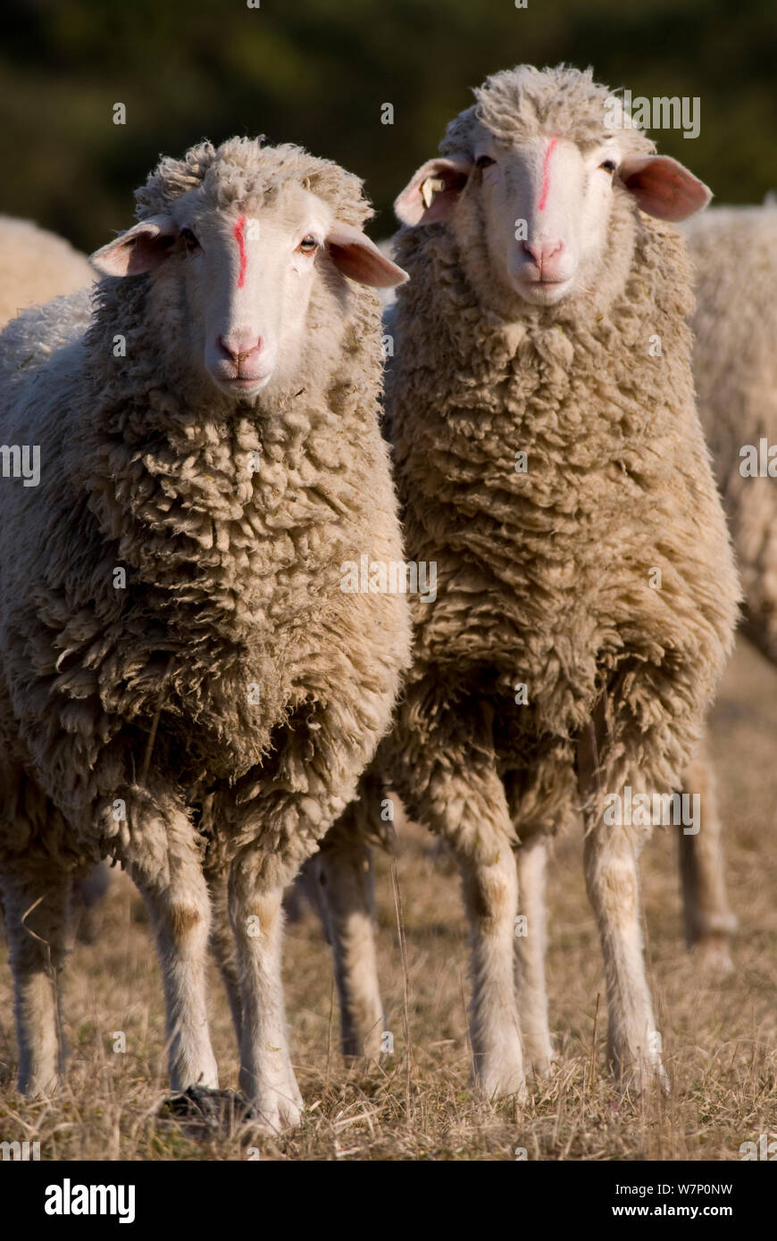 Merino sheep ovis aries hi-res stock photography and images - Alamy