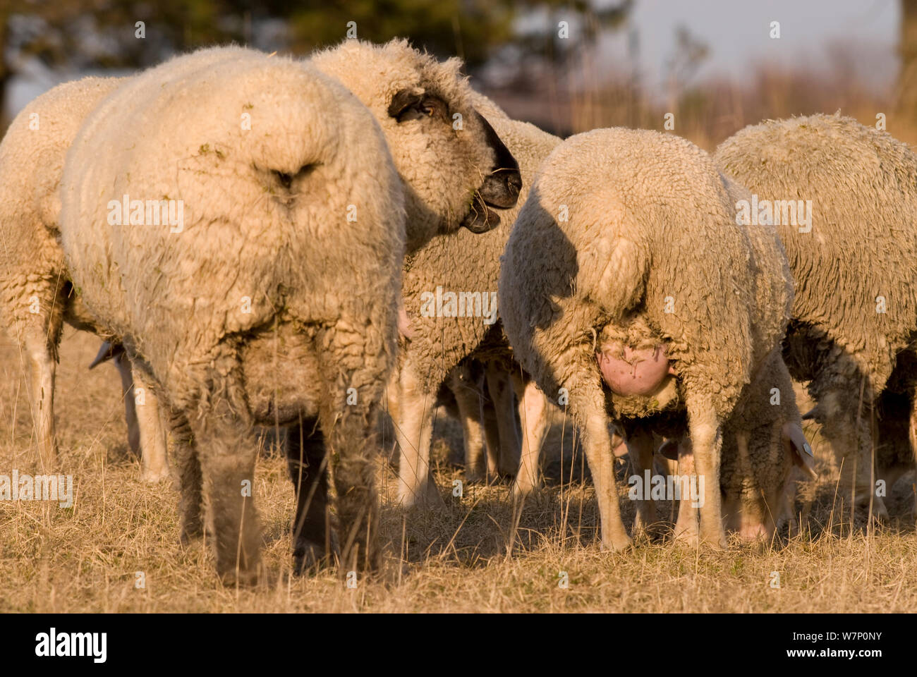 Merino / Black-faced sheep, Lintlberg, ram and ewes, Kelheim county ...
